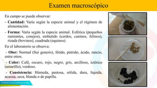 Paso a paso Coprología - Leidy Giraldo | PPTX