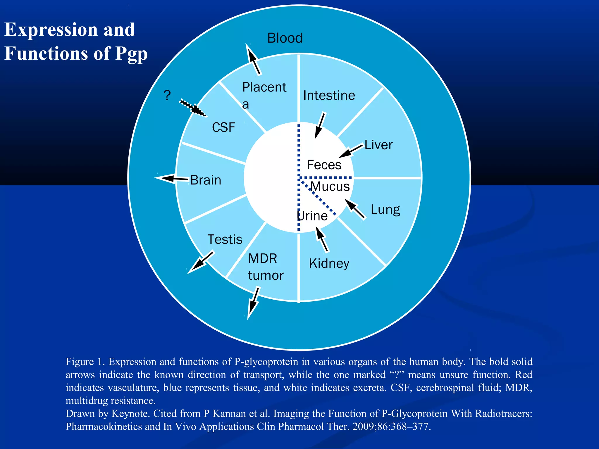 Pharmacokinetics :Passage of drug molecules across cell membrane and ...