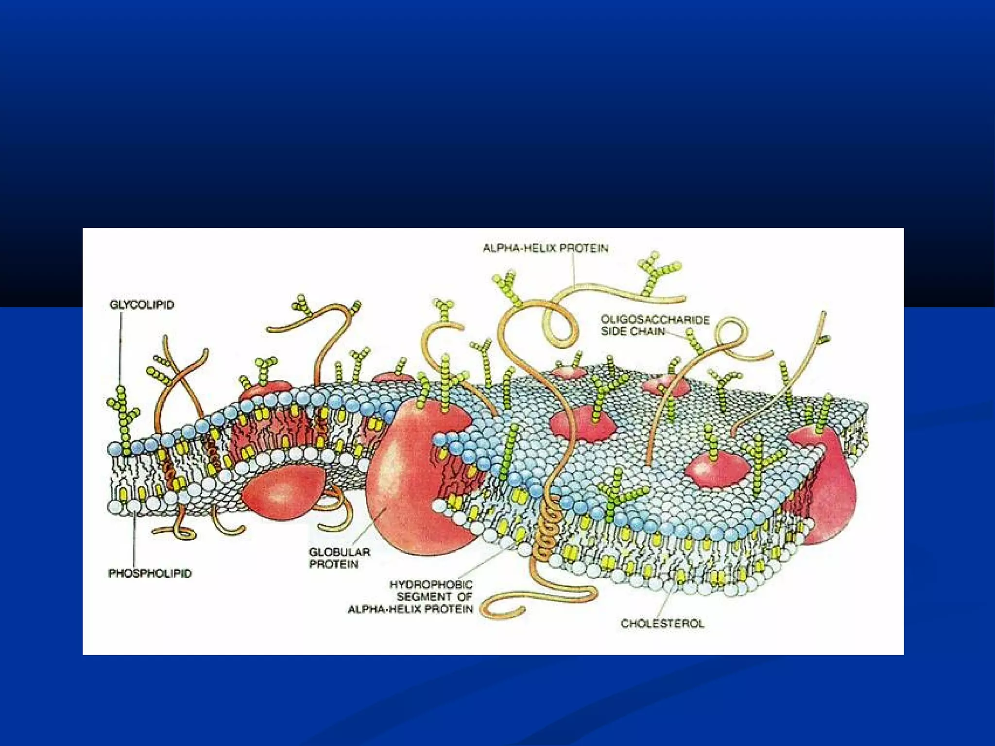Pharmacokinetics :Passage of drug molecules across cell membrane and ...