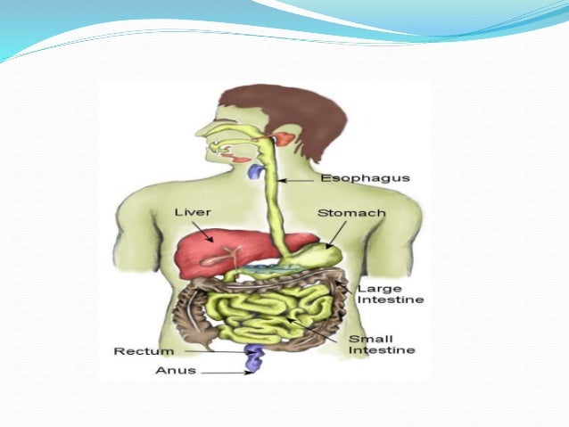 Passage of food in humans