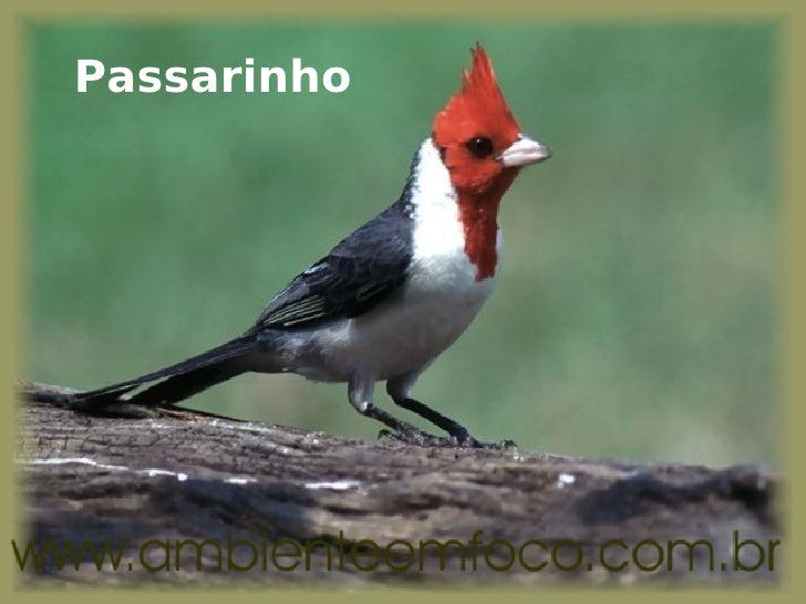 Passarinho