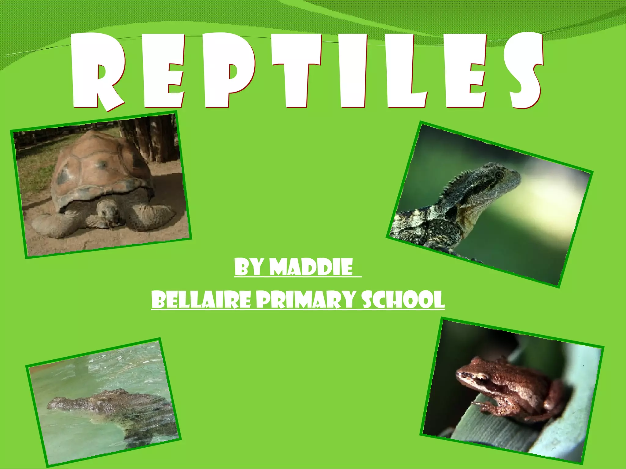 Passion Project Reptile Power Point | PPT