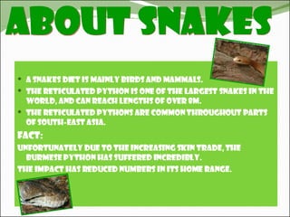 Passion Project Reptile Power Point | PPT