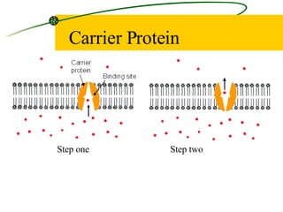 Passive Transport | PPT