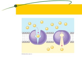 Passive Transport | PPT