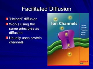 Passive Transport | PPT