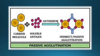 Agglutination Reaction