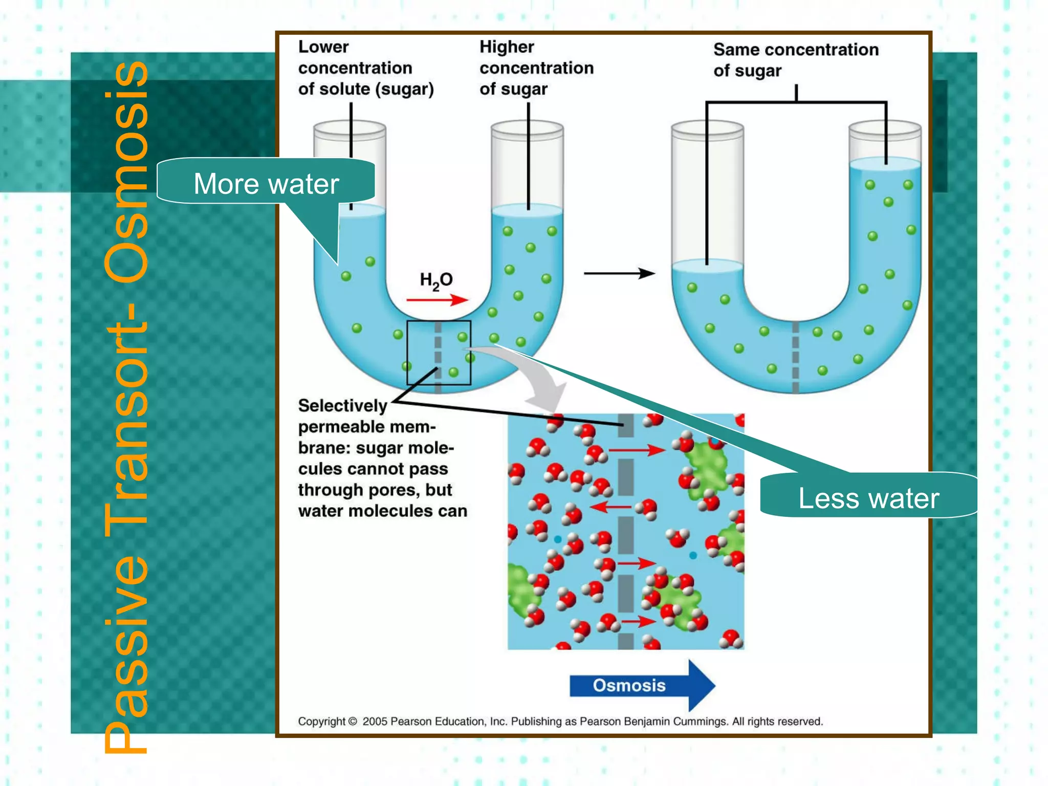 Passive and Active Transport | PPT
