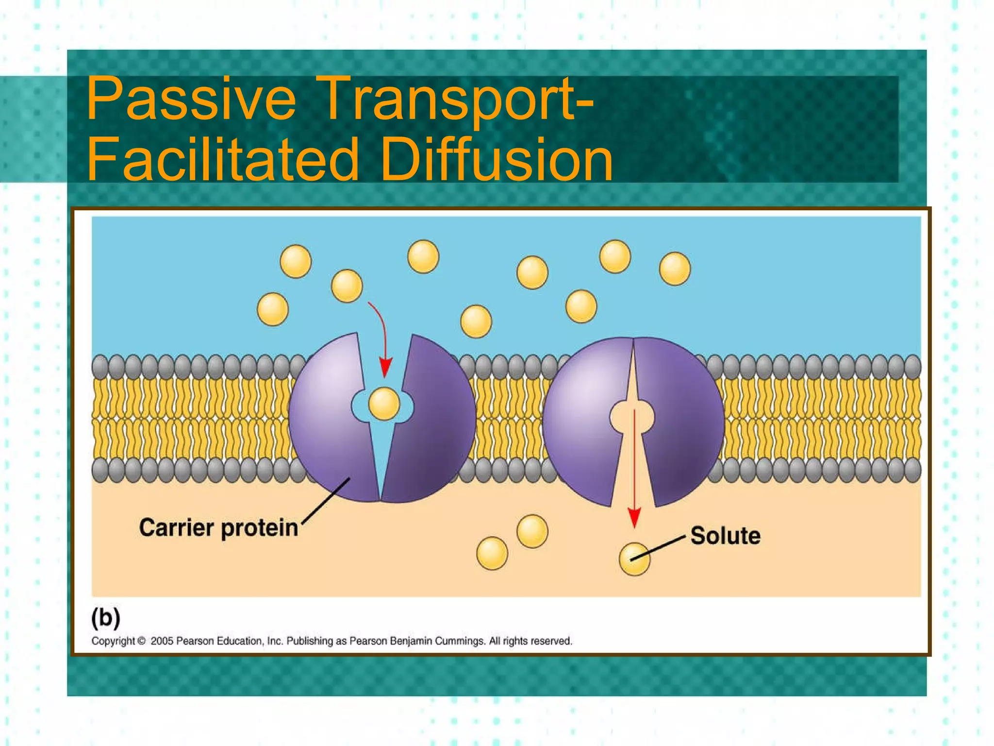 Passive and Active Transport | PPT
