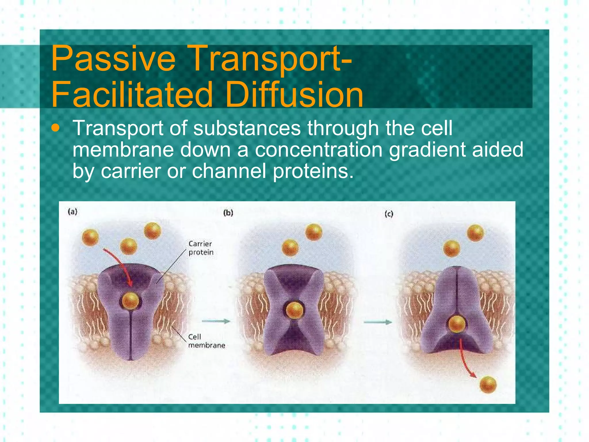 Passive and Active Transport | PPT