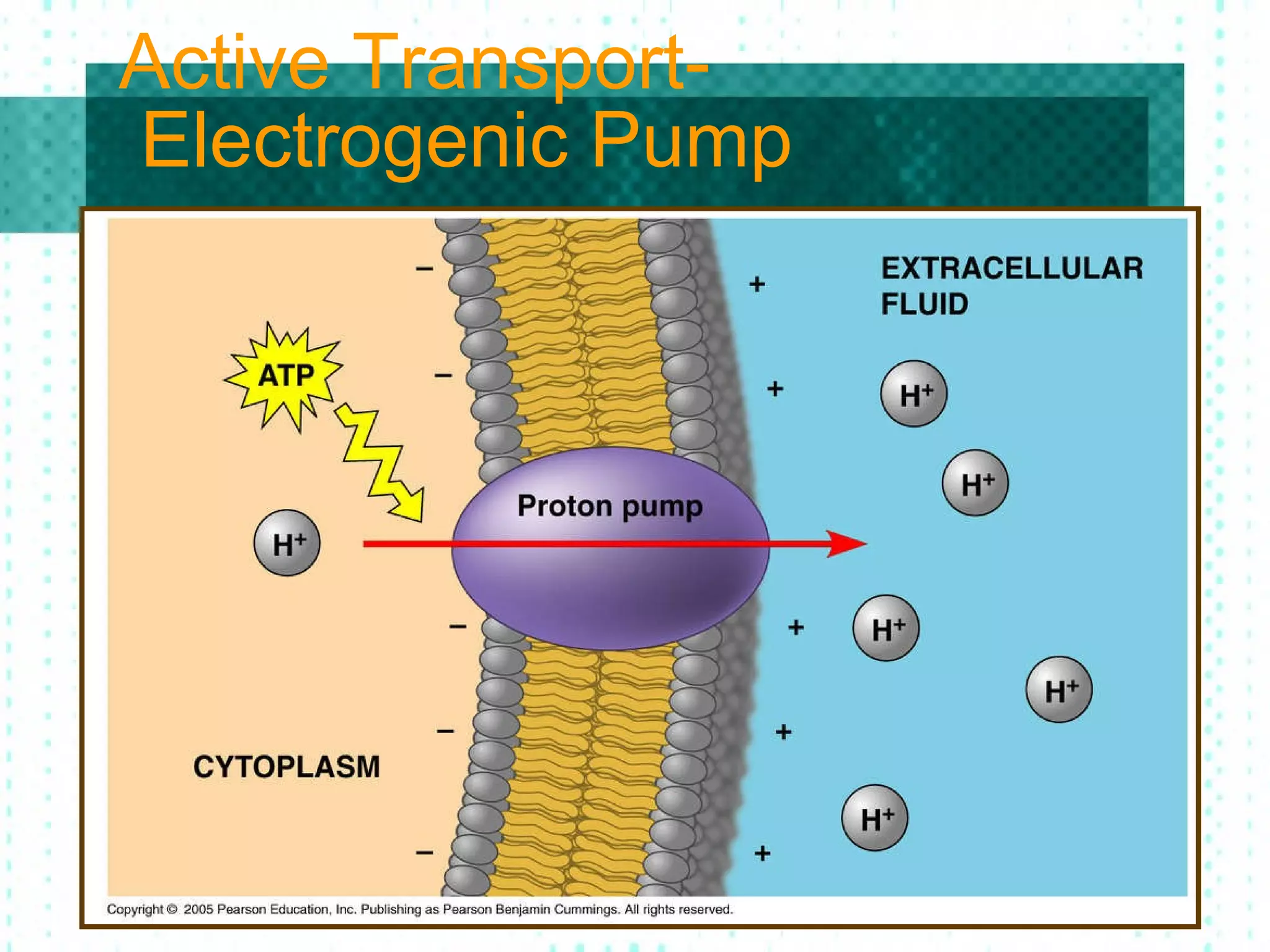Passive and Active Transport | PPT