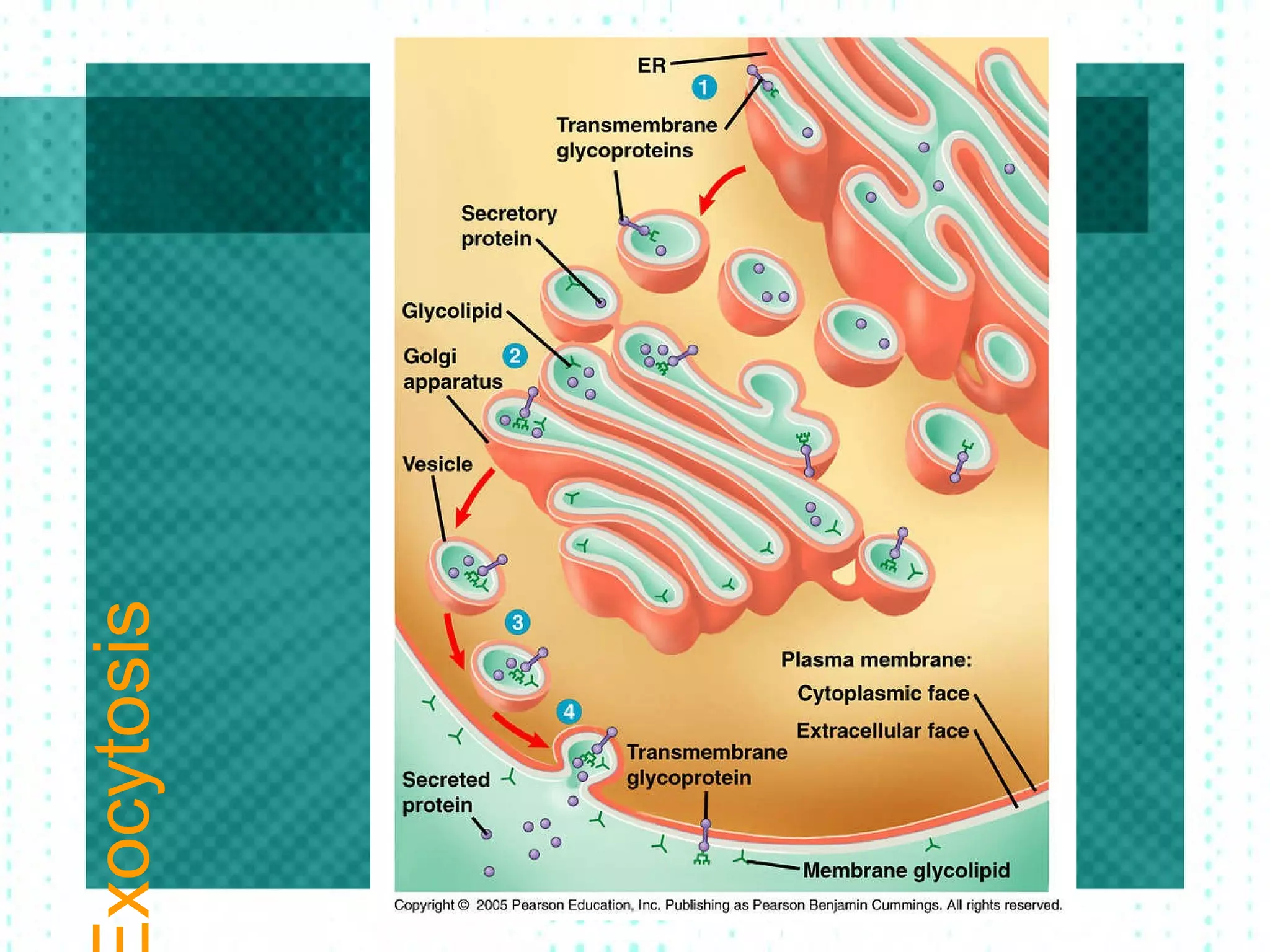 Passive and Active Transport | PPT