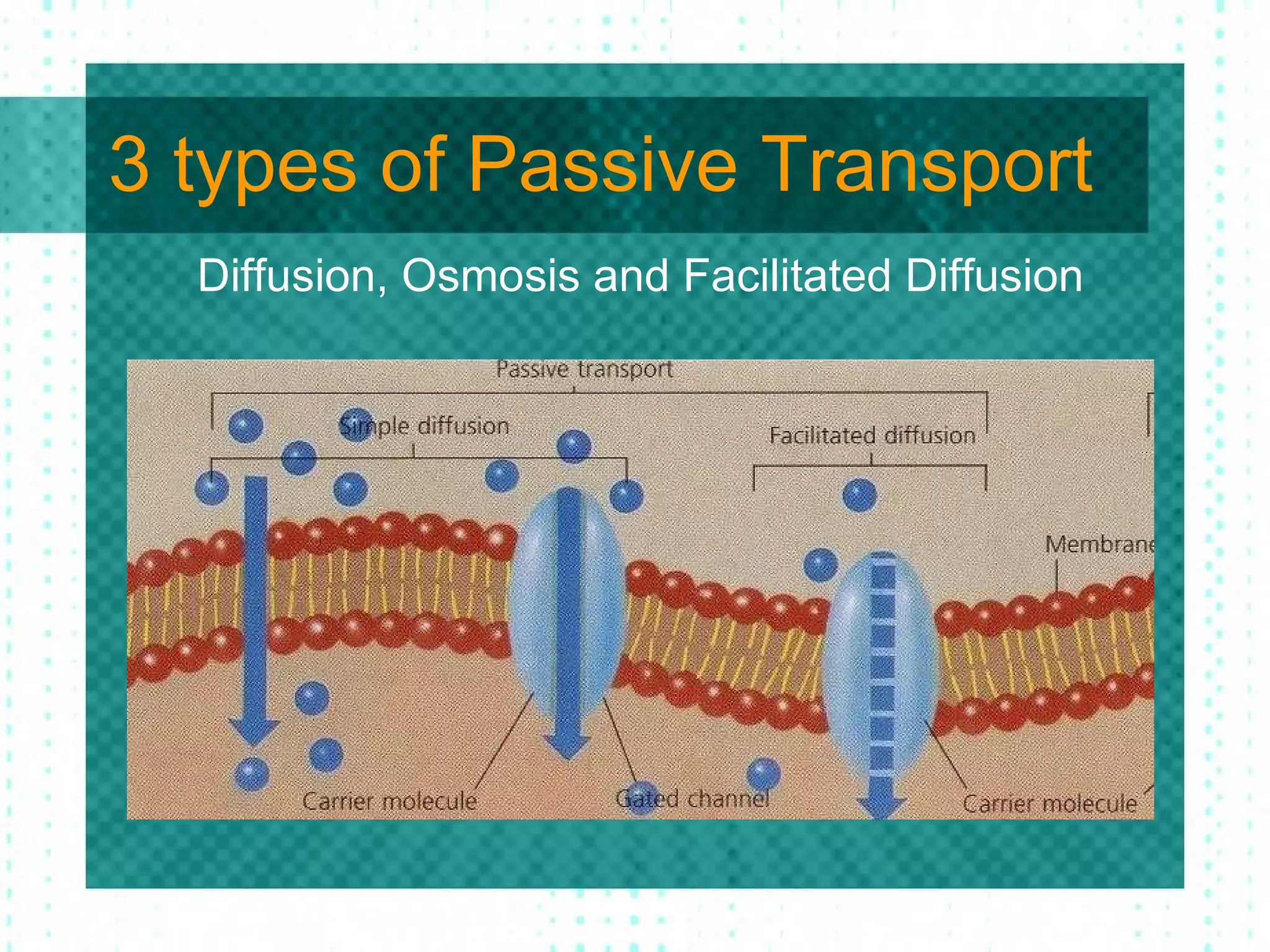 Passive and Active Transport | PPT