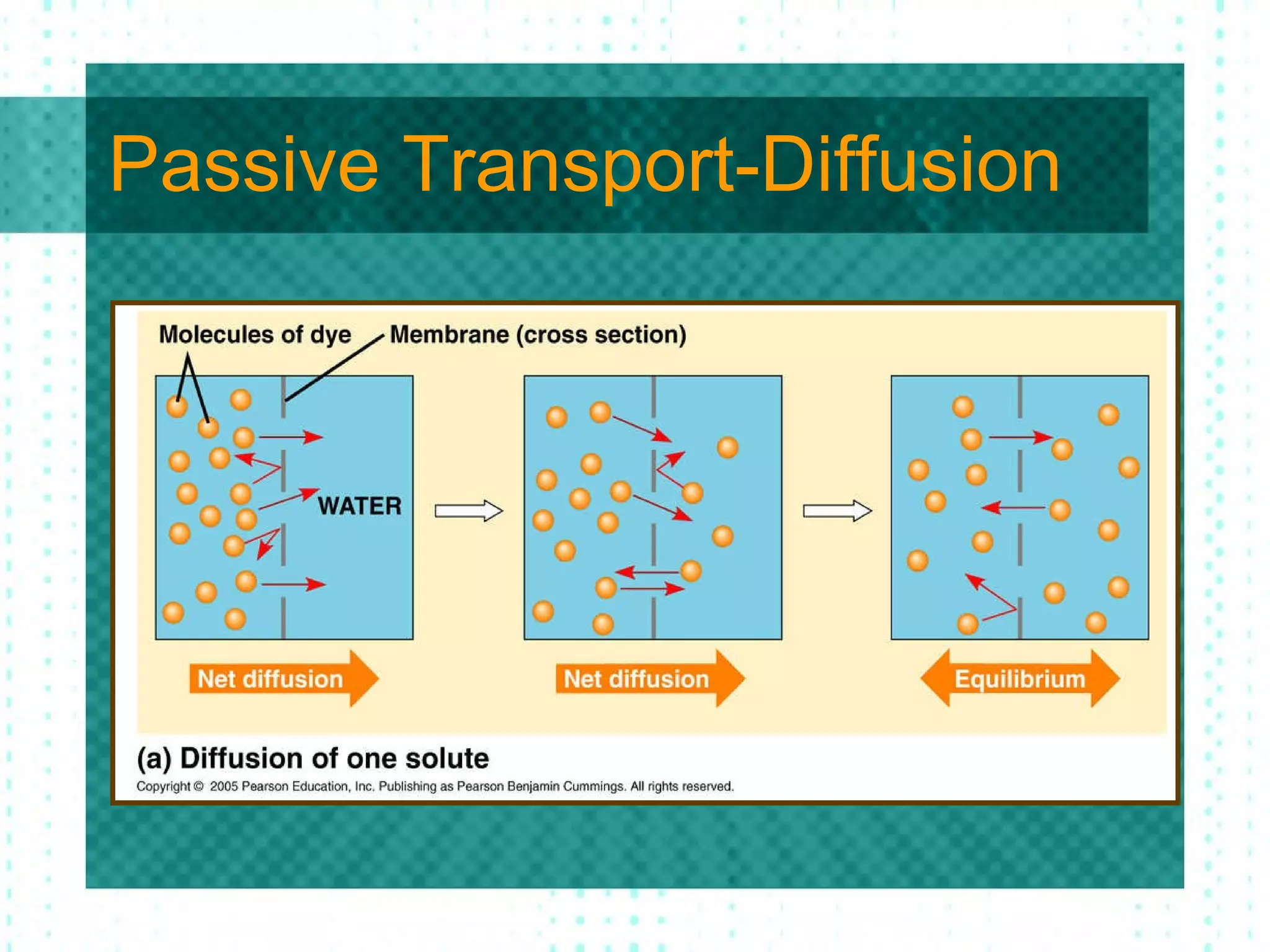Passive and Active Transport | PPT