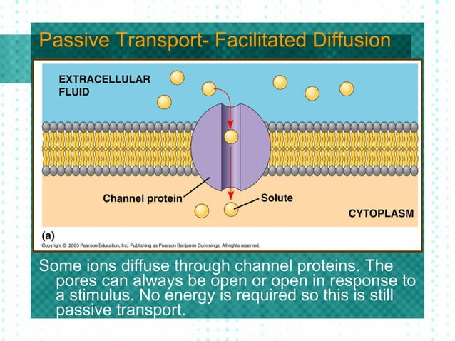 Passive and Active Transport | PPT | Endocrine and Metabolic Diseases ...