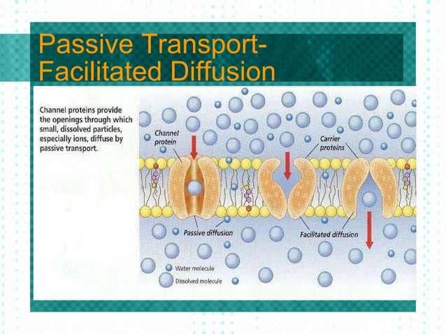Passive and Active Transport | PPT | Endocrine and Metabolic Diseases ...