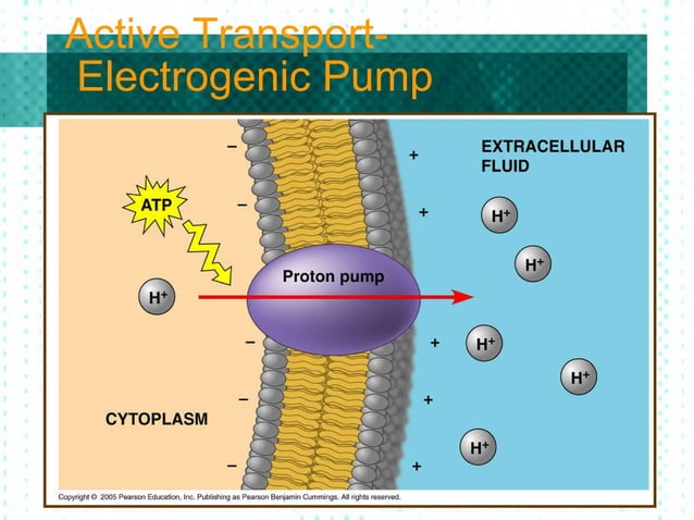 Passive and Active Transport | PPT | Endocrine and Metabolic Diseases ...