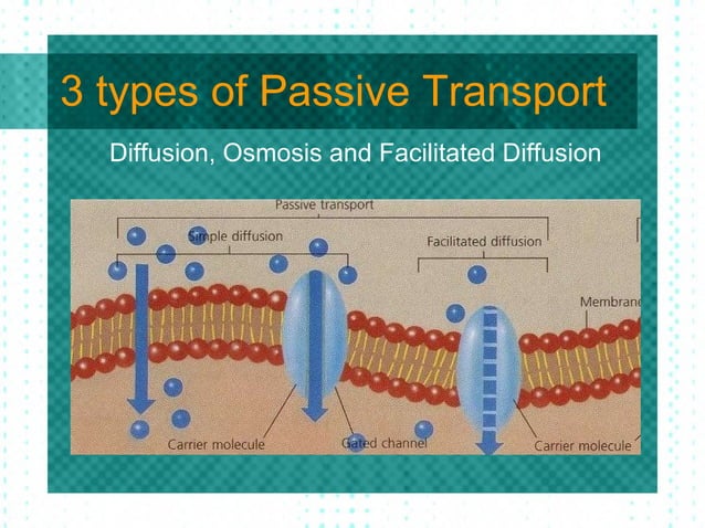 Passive and Active Transport | PPT