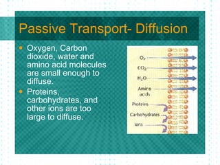 Passive and Active Transport | PPT