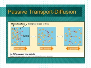 Passive and Active Transport | PPT
