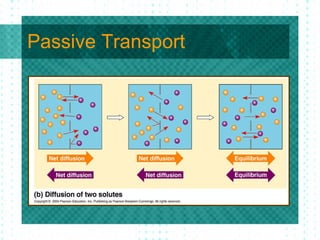 Passive and Active Transport | PPT
