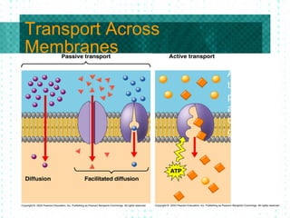 Passive and active transport | PPT