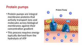 passive and active transport across the membrane pptx.pptx