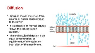 passive and active transport across the membrane pptx.pptx
