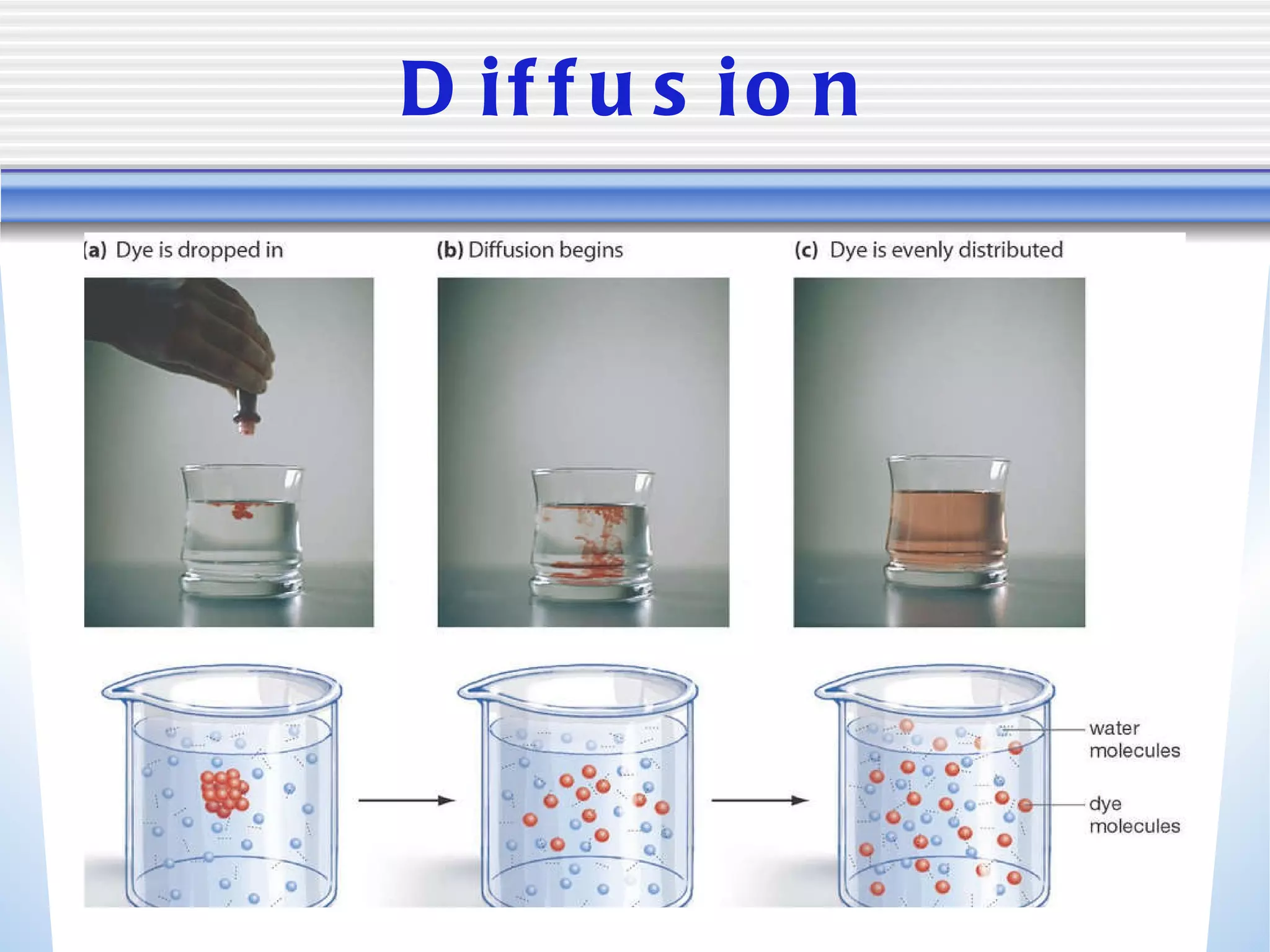 Passive Diffusion | PPT