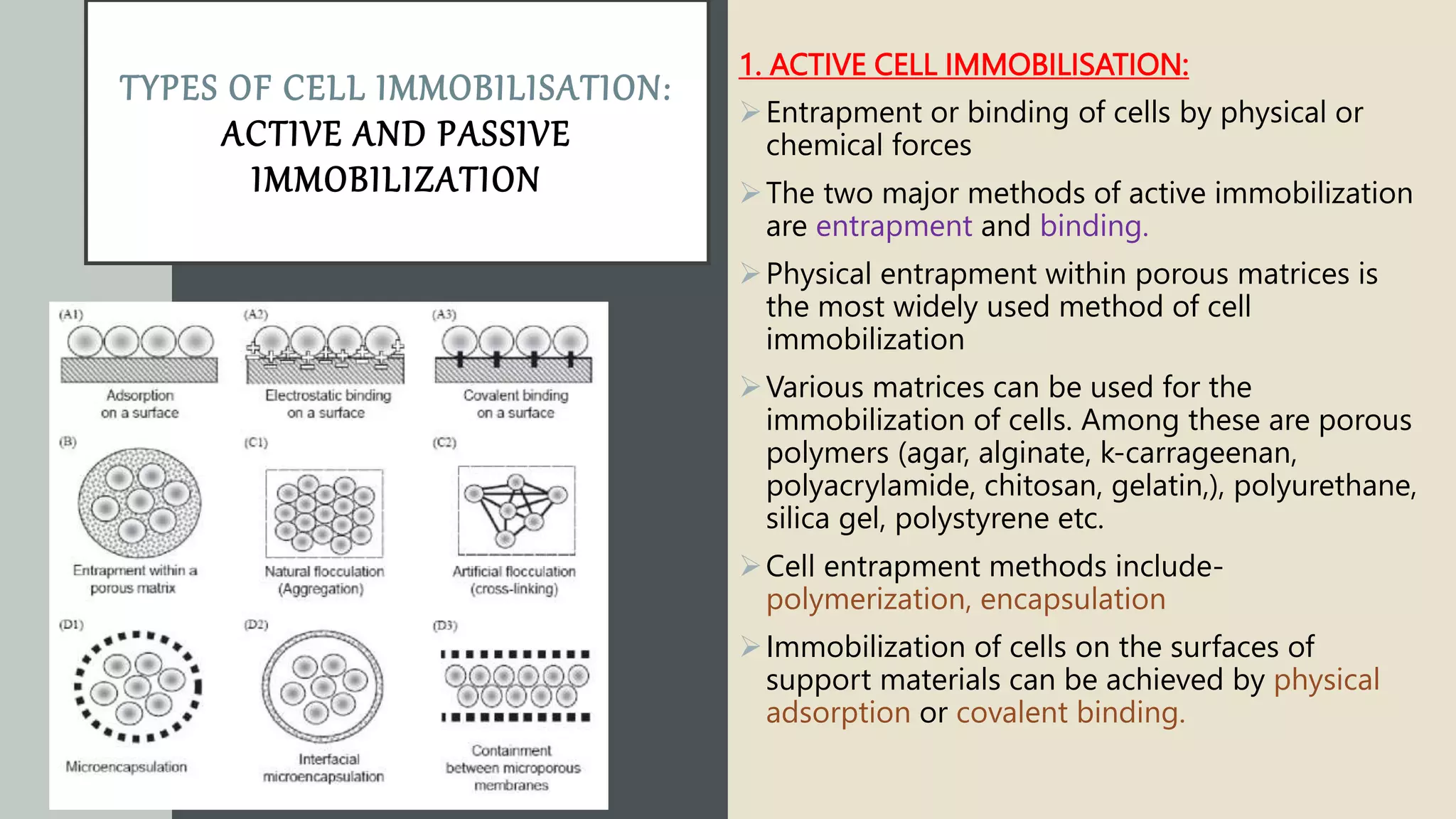 Passive immobilization1.pptx