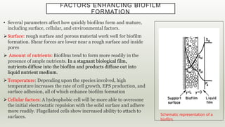 Passive immobilization1.pptx