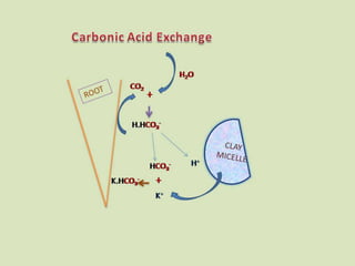 Passive theories of ion absorption | PPTX