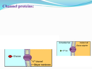 Transport mechanisms Passive transport | PPTX
