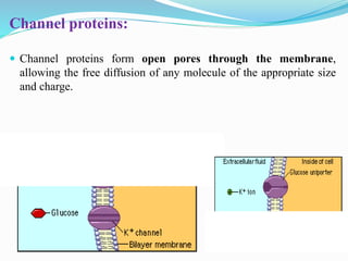 Transport mechanisms Passive transport | PPTX