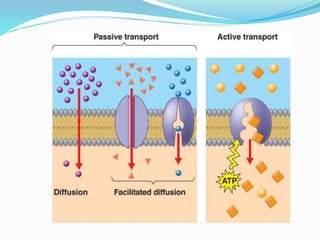 Transport mechanisms Passive transport | PPTX