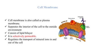 passive transport.pptx