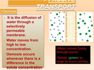 PASSIVE TRANSPORT ACROSS MEMBRANES.pptx