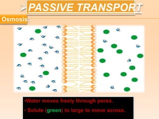 PASSIVE TRANSPORT ACROSS MEMBRANES.pptx