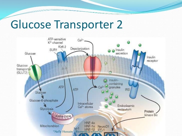 Glut2 Transporter