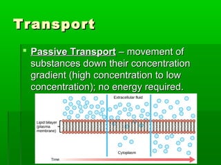 Passive Transport Notes | PPT