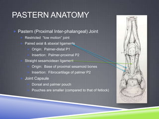 Pastern Arthrodesis | PPTX