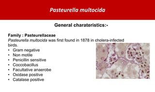 Pasteurella.pptx