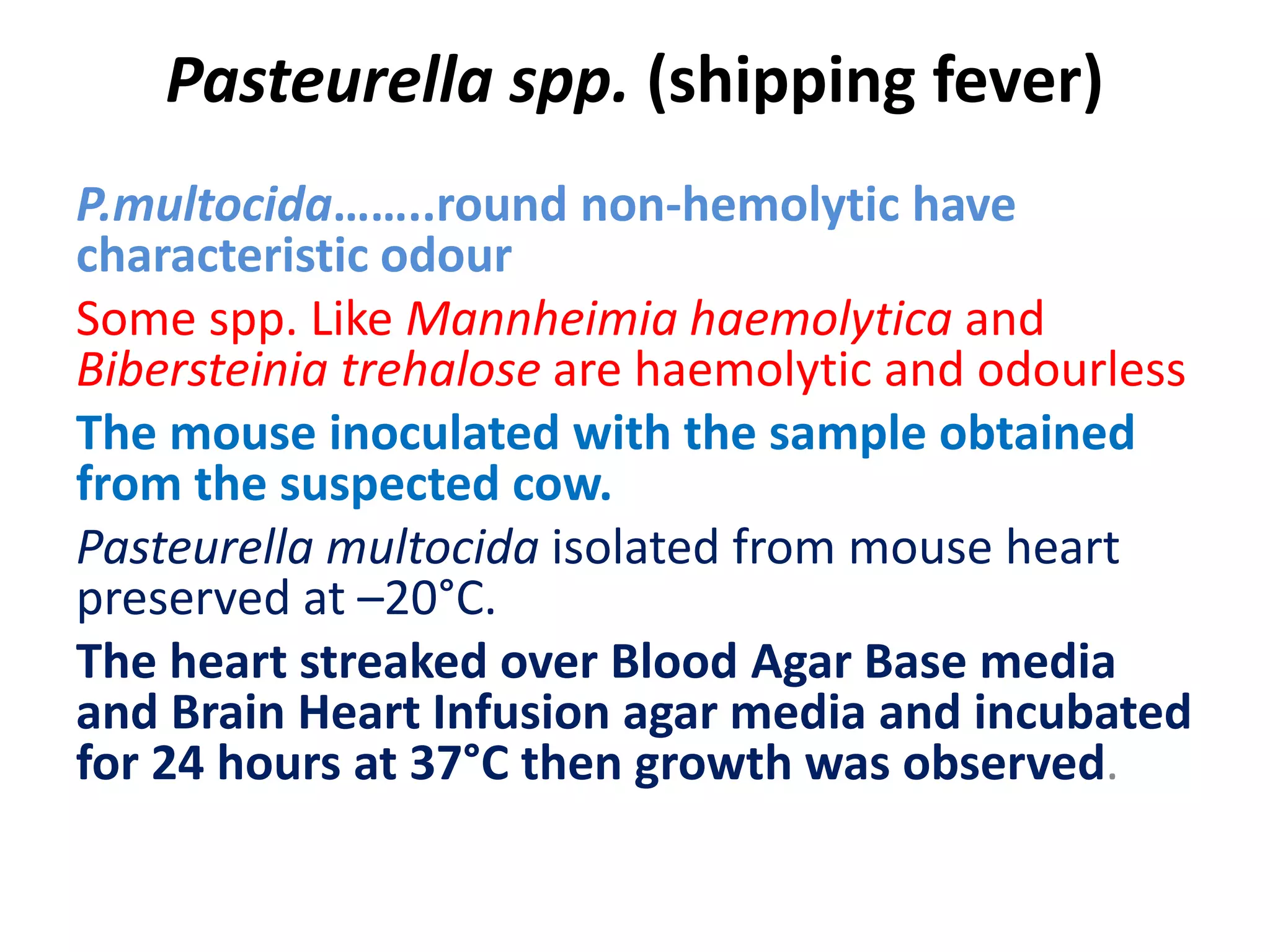 Pasteurella.pptx