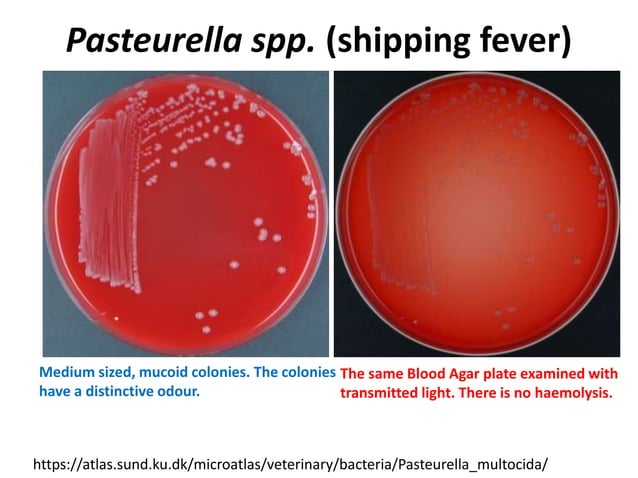 Pasteurella.pptx