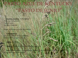 Pasto azul de Kentucky, alimento para ganado (rumiantes o equinos) en ...