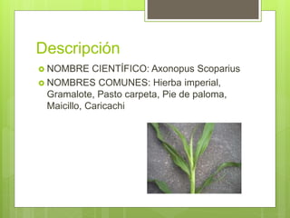 Pasto imperial | PPTX