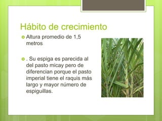 Pasto imperial | PPTX