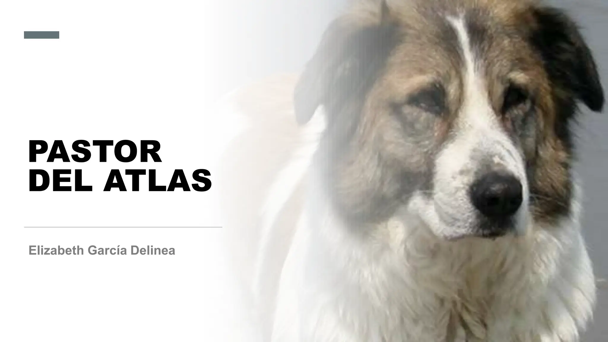 PERRO PASTOR DEL ATLAS, caracteristicas y fin zootecnico | PPTX