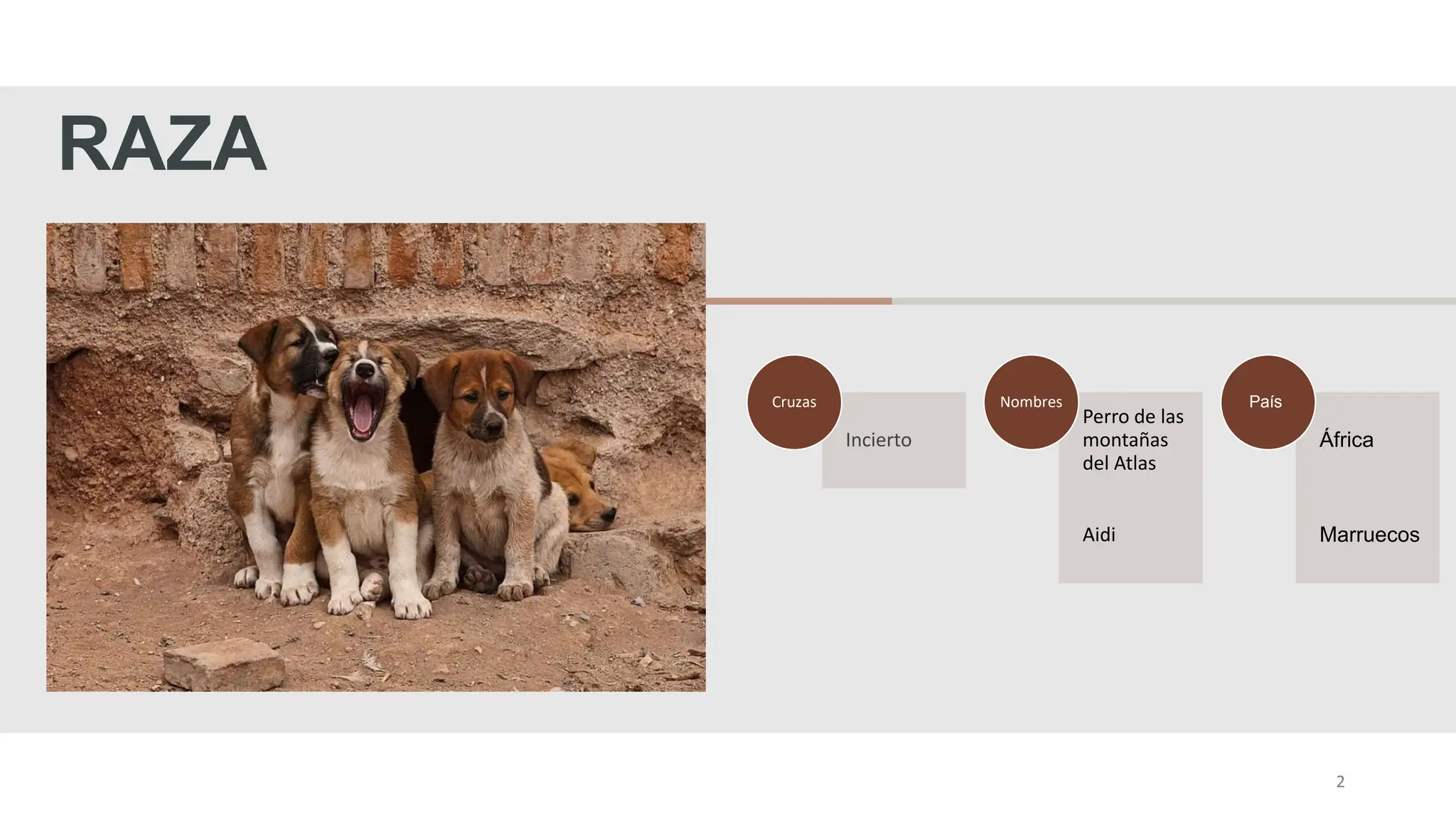 PERRO PASTOR DEL ATLAS, caracteristicas y fin zootecnico | PPTX
