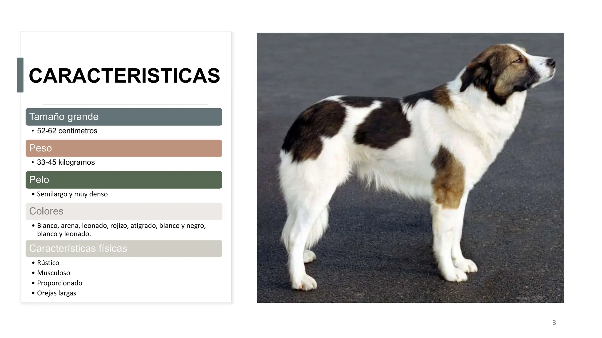 PERRO PASTOR DEL ATLAS, caracteristicas y fin zootecnico | PPTX